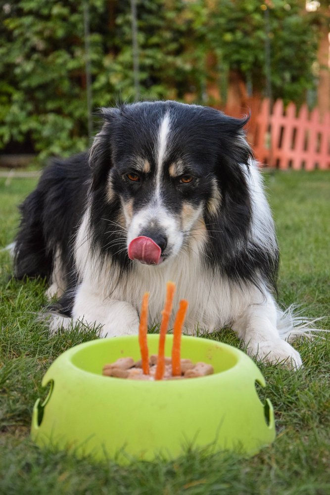 Home - Dog Enrichment Ideas
